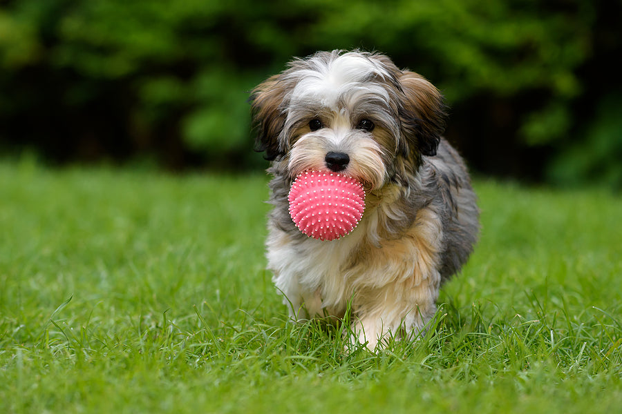 Havanese Dog Breed Guide | Harnesses, Sweaters & Gear - DinkyDogClub