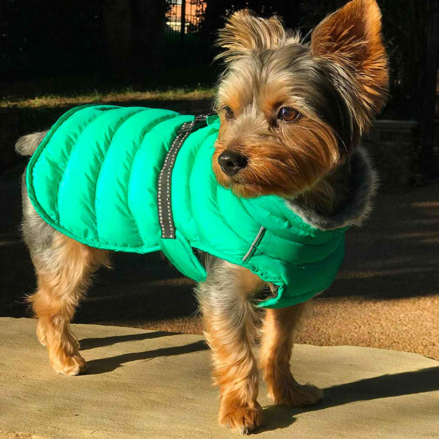 Winter Coats for Small Dogs | DinkyDogClub