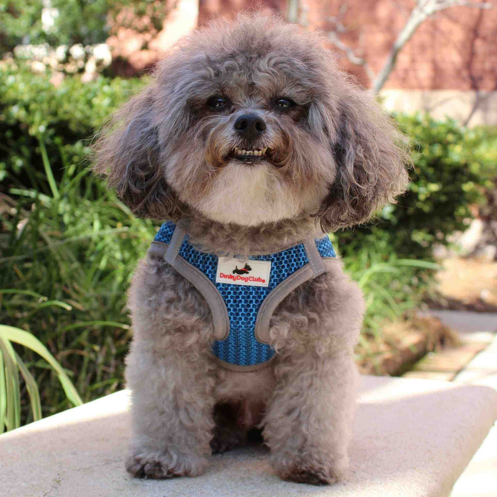 Small dog harnesses, dog clothes and small dog carriers.